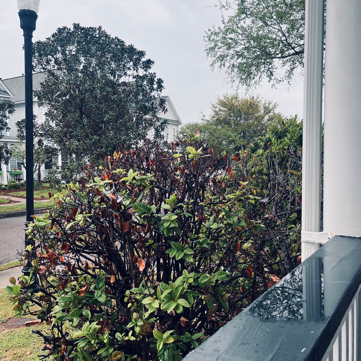 Within the Fold – B David Larson